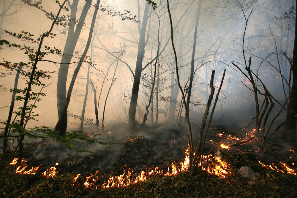 Natural Catastrophe and Other Disaster Resources - IOA